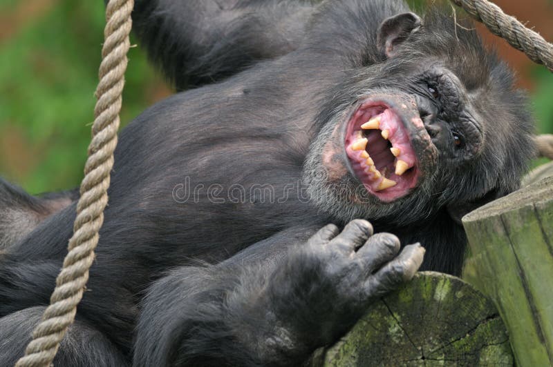 Laughing monkey editorial stock image. Image of extinct - 16660689