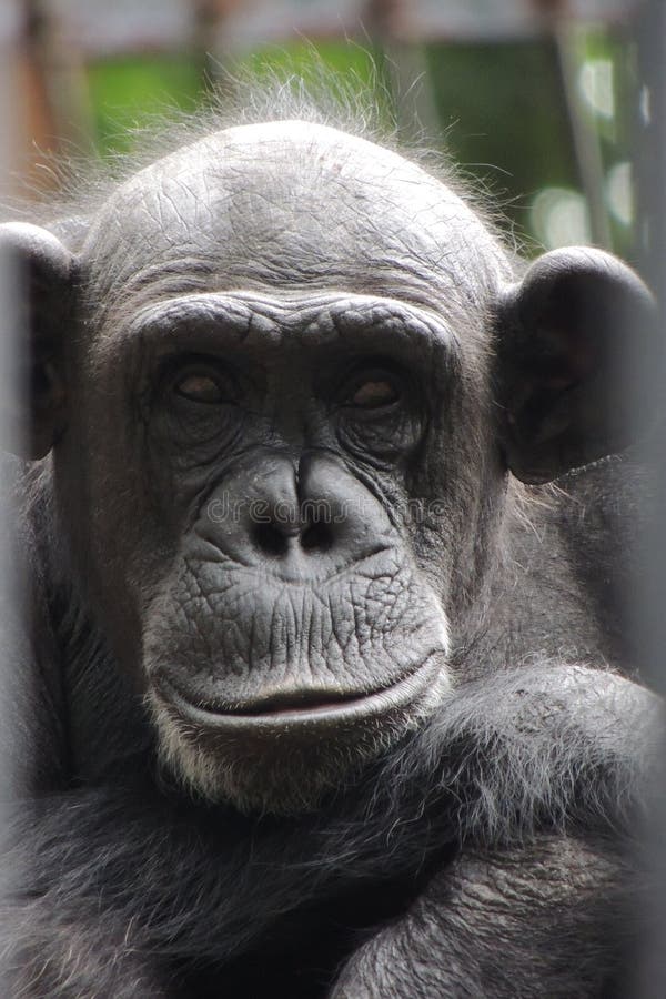 Chimpanzee stock image. Image of grey, eyes, black, color - 42867197