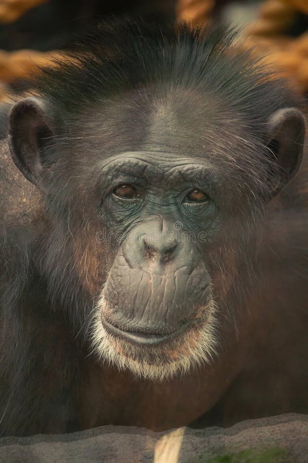 Chimpanzee Portrait Close Up Stock Photo - Image of animals, chimpanzee ...