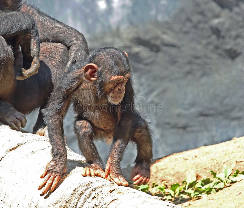 Chimpanzee stock photo. Image of chimp, eyes, hairy, front - 70209210