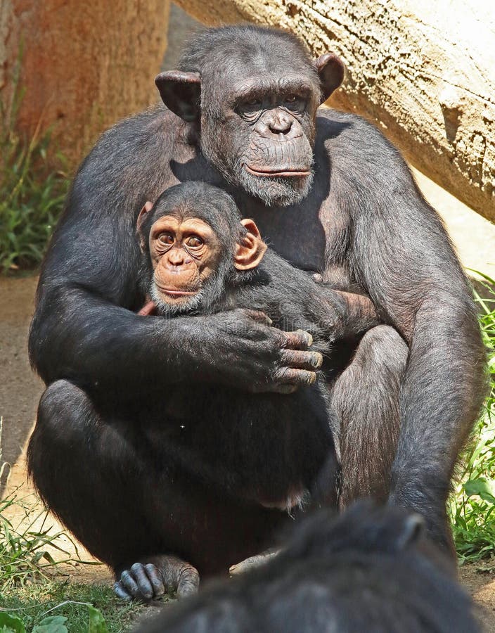 1,536 Baby Chimp Photos - Free & Royalty-Free Stock Photos from Dreamstime