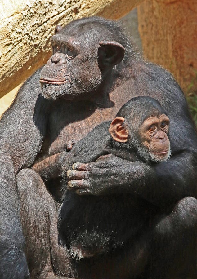 Chimpanzee stock image. Image of baby, humorous, ears - 70209227