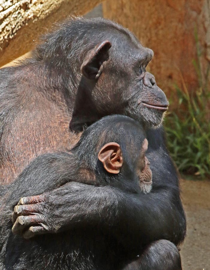 1,536 Baby Chimp Photos - Free & Royalty-Free Stock Photos from Dreamstime