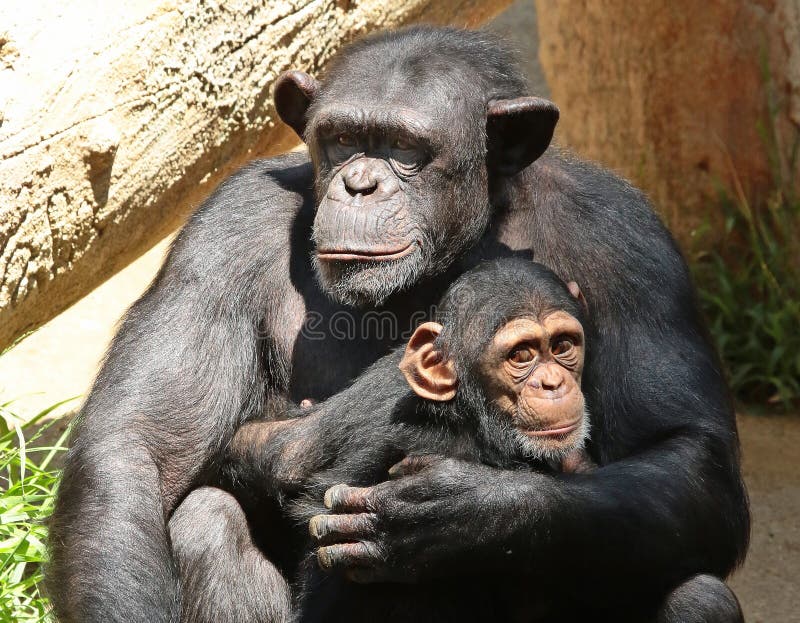 Chimpanzee stock photo. Image of chimps, eyes, close - 70209426