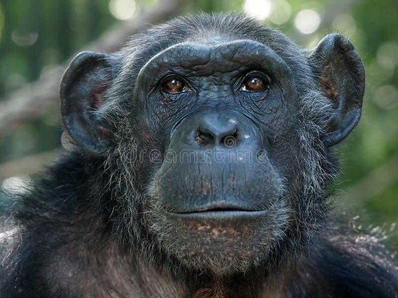 Bald Chimp Stock Photos - Free & Royalty-Free Stock Photos from Dreamstime