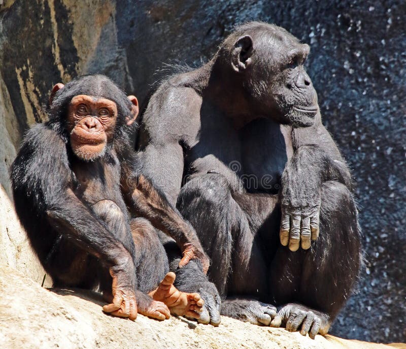 1,536 Baby Chimp Photos - Free & Royalty-Free Stock Photos from Dreamstime