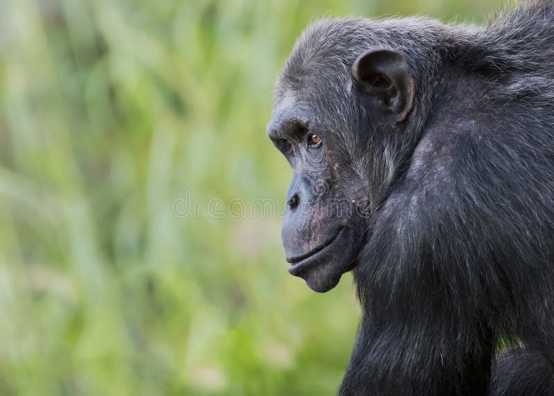 Chimpanzee Profile Portrait Stock Image - Image of wildlife, mammal ...