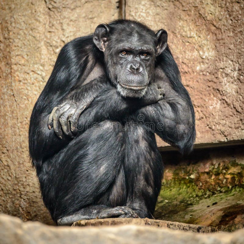 Chimpanzee stock image. Image of monkey, chimpanzee, social - 61077777