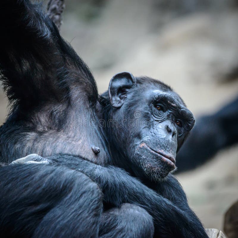 Chimpanzee stock photo. Image of attraction, central - 61623104