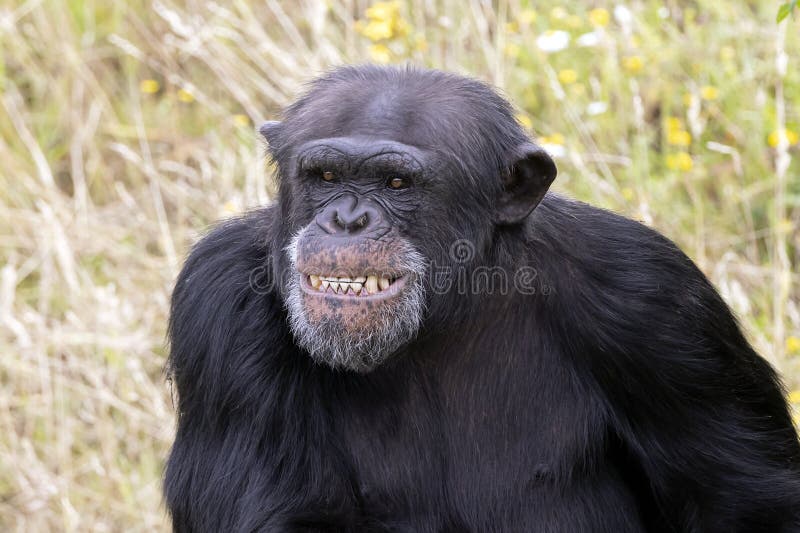 Chimpanzee Primate, Pan Troglodytes Stock Photo - Image of animal, head ...