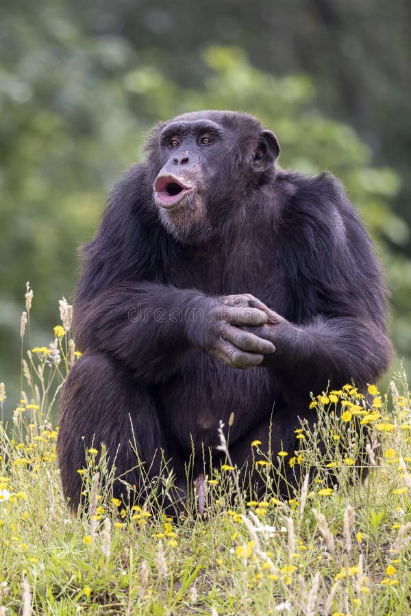 Chimpanzee Primate Sitting on a Tall Pole Holding Food Stock Image ...
