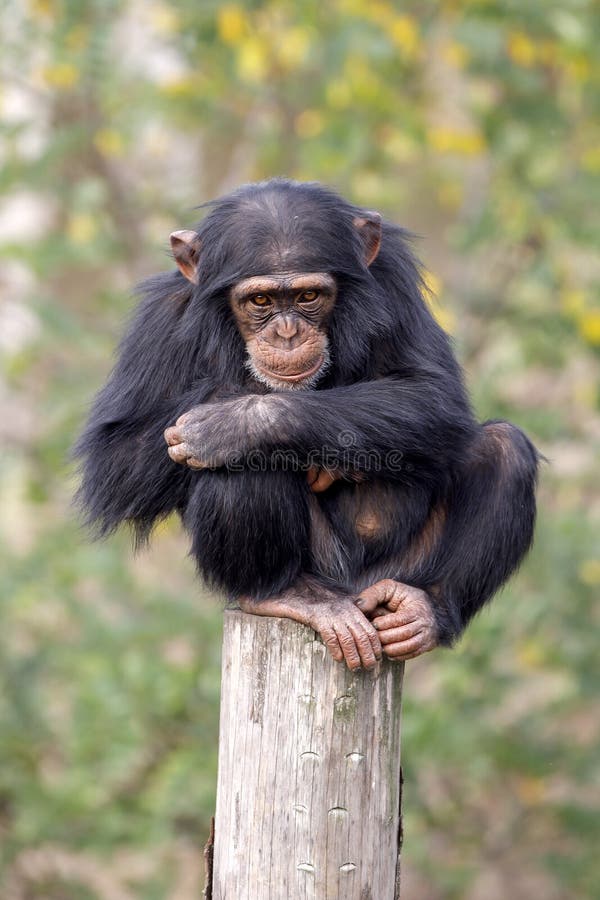 Chimpanzee Primate Sitting on a Tall Pole Holding Food Stock Image ...