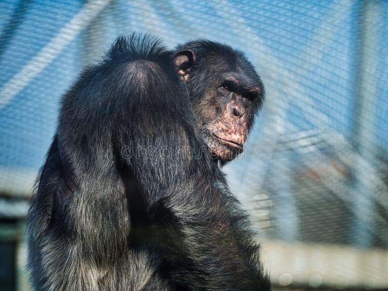Chimpanzee Primate Side Portrait Stock Photo - Image of monkey, primate ...