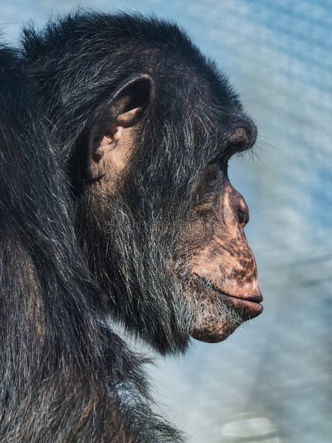 Chimpanzee Primate Side Portrait Stock Image - Image of wildlife, side ...