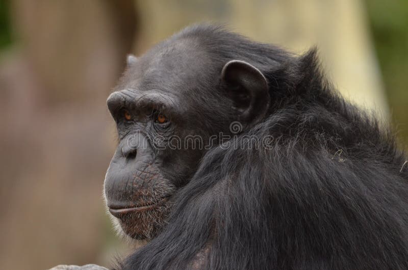 Chimp Profile stock image. Image of face, chimpanzee - 53322399