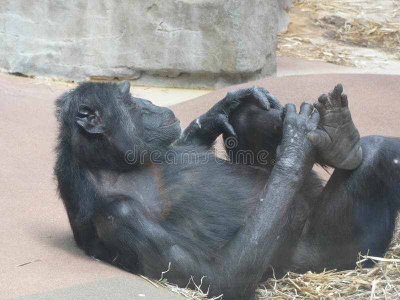 Side View of a Chimpanzee Lying Down Stock Image - Image of back, view ...