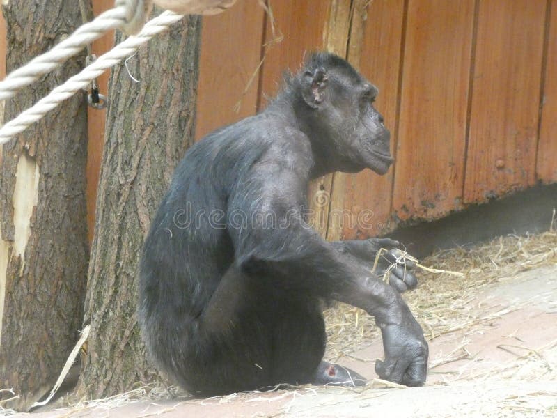A Side View of a Chimpanzee Sitting Stock Image - Image of holding ...