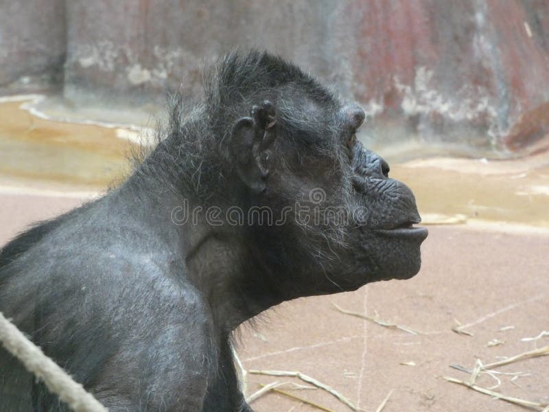 A chimpanzee in profile stock photo. Image of chimpanzee - 296073648