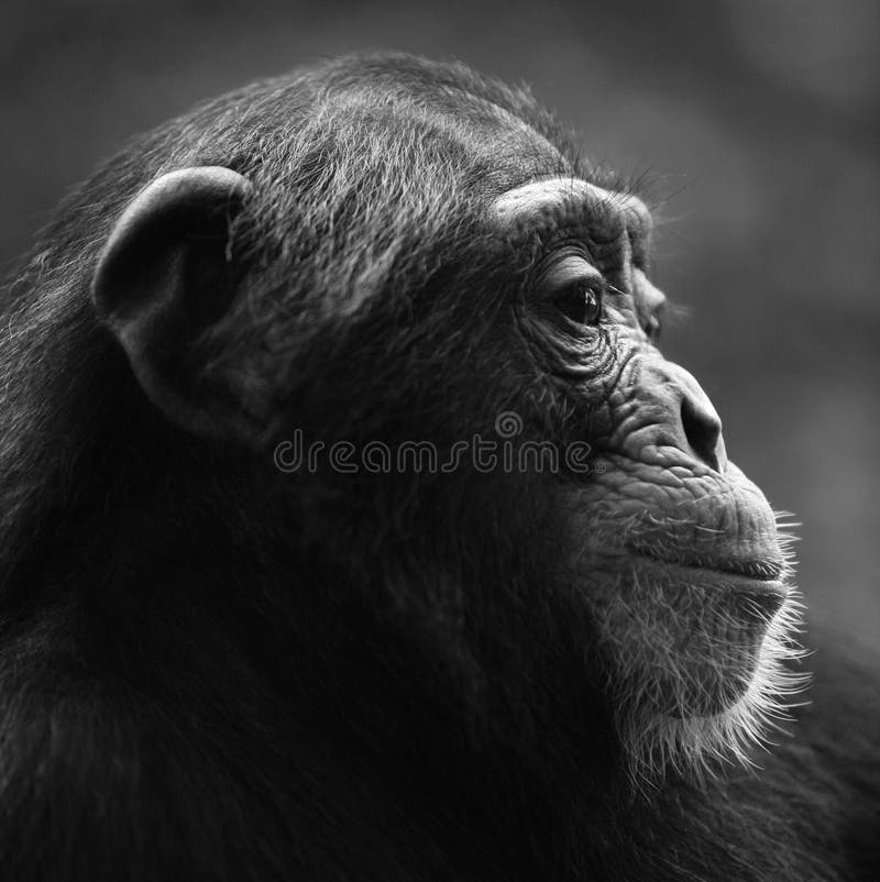 Chimpanzee Profile Portrait Stock Image - Image: 15155701