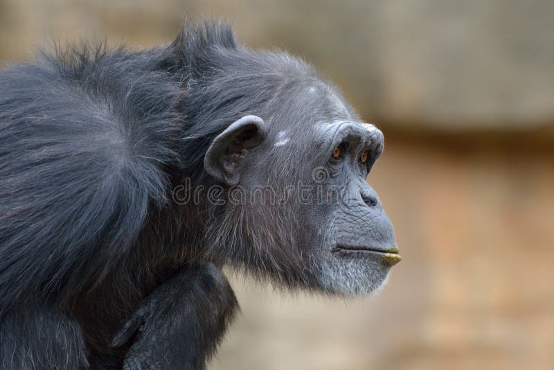 Confused Chimpanzee stock image. Image of chimp, wild - 9078753