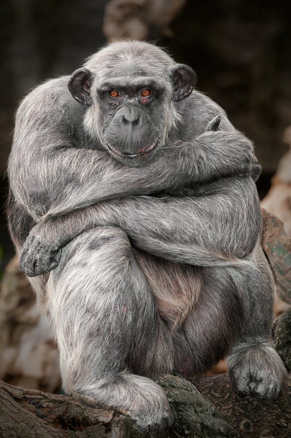 Chimpanzee stock image. Image of primate, chimpanzee - 39581045