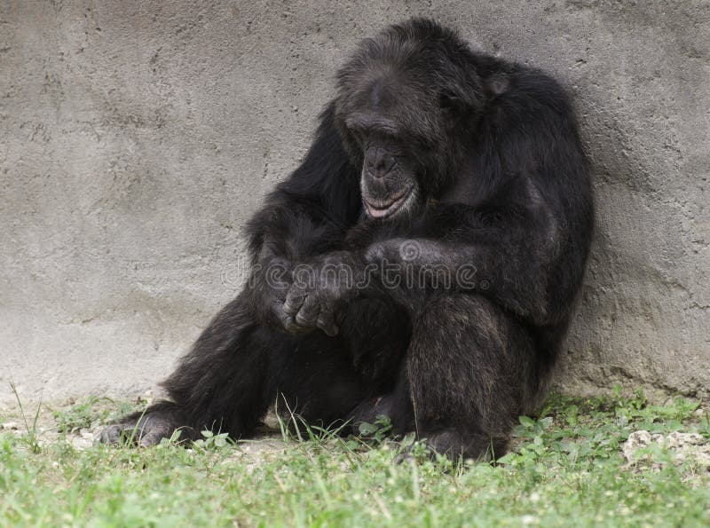 Chimpanzee Sleeping On Grass Stock Photo - Image of tired, portrait ...