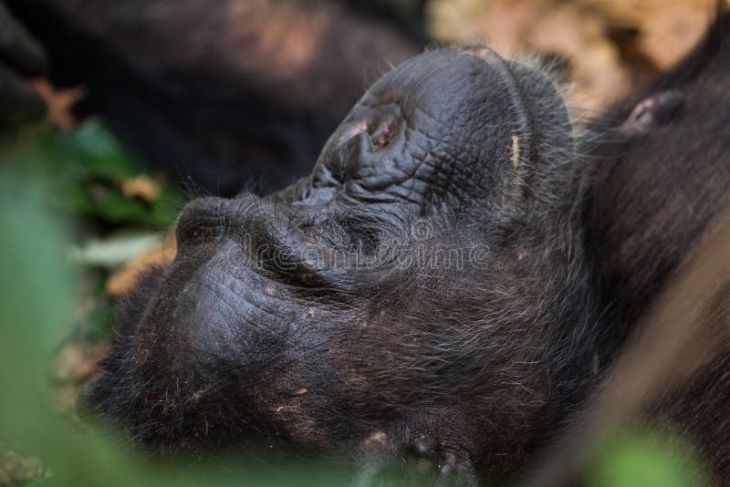 Chimpanzee at rest stock image. Image of resting, rare - 43541227