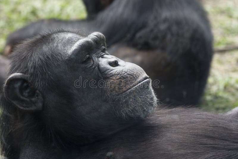 A Chimpanzee resting stock image. Image of chimpanzee - 12393275