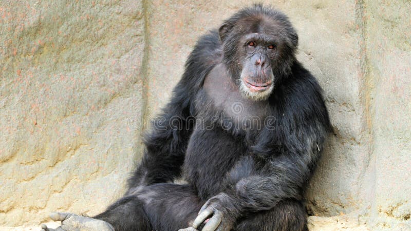Chimpanzee Resting stock photo. Image of primate, chimp - 27430718