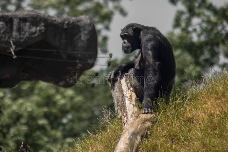 Chimpanzee Resting on a Branch Stock Photo - Image of chimp, black ...