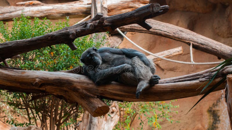 Chimpanzee Resting on a Thick Tree Branch in a Jungle Setting Stock ...