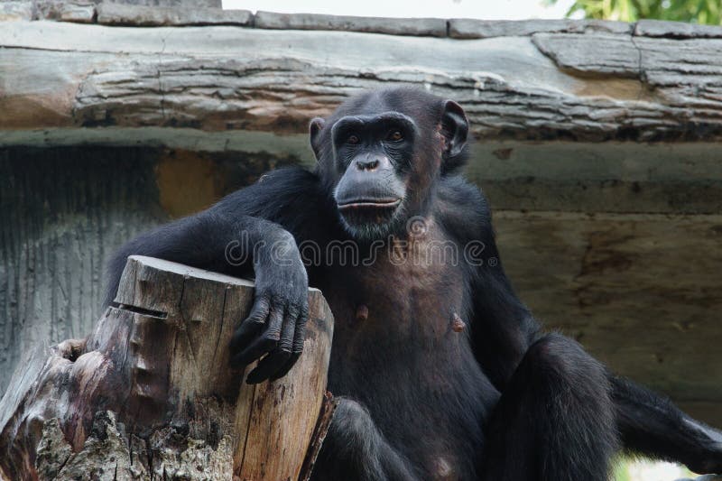 Chimpanzee Resting on a Tree Stump Stock Image - Image of natural ...