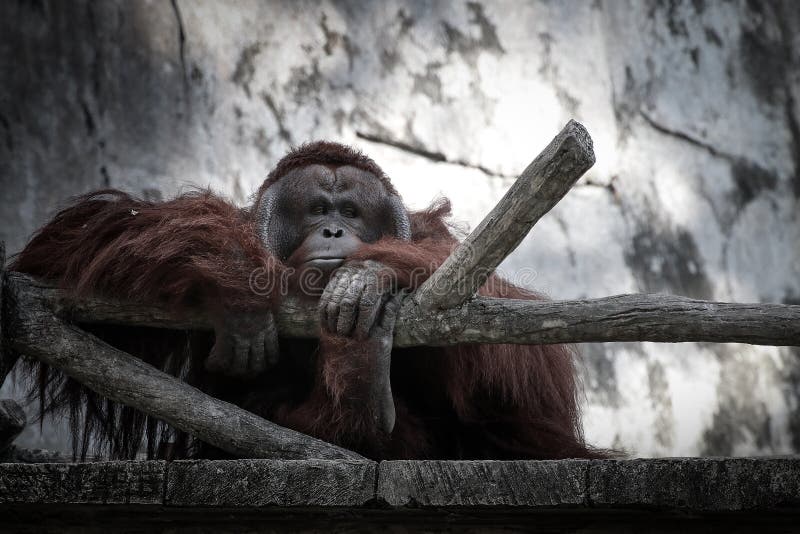 Chimpanzee with sad face stock image. Image of chimp - 98803809