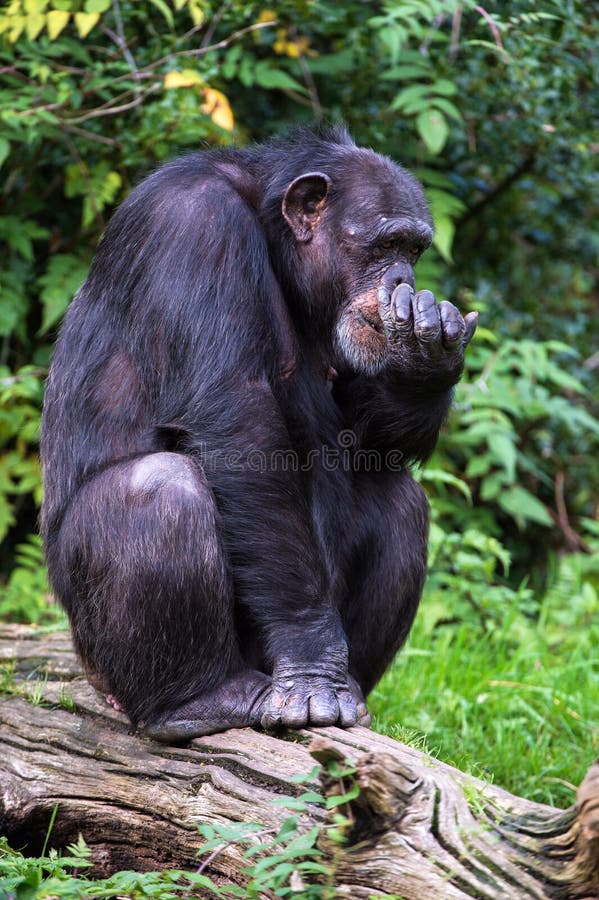 Chimpanzee stock photo. Image of chimpanzee, quadrupedal - 34365446