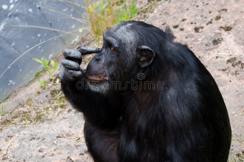 Chimpanzee scraching stock image. Image of head, expression - 27307857