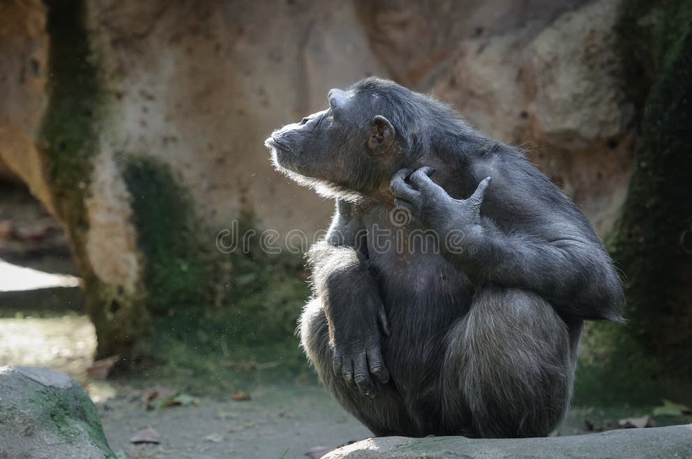 Chimpanzee Scratching Itself with Funny Face Stock Image - Image of ...