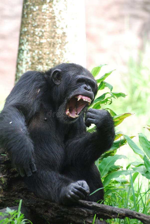 Chimpanzee Showing His Teeth and Playing with His Lip Stock Photo ...