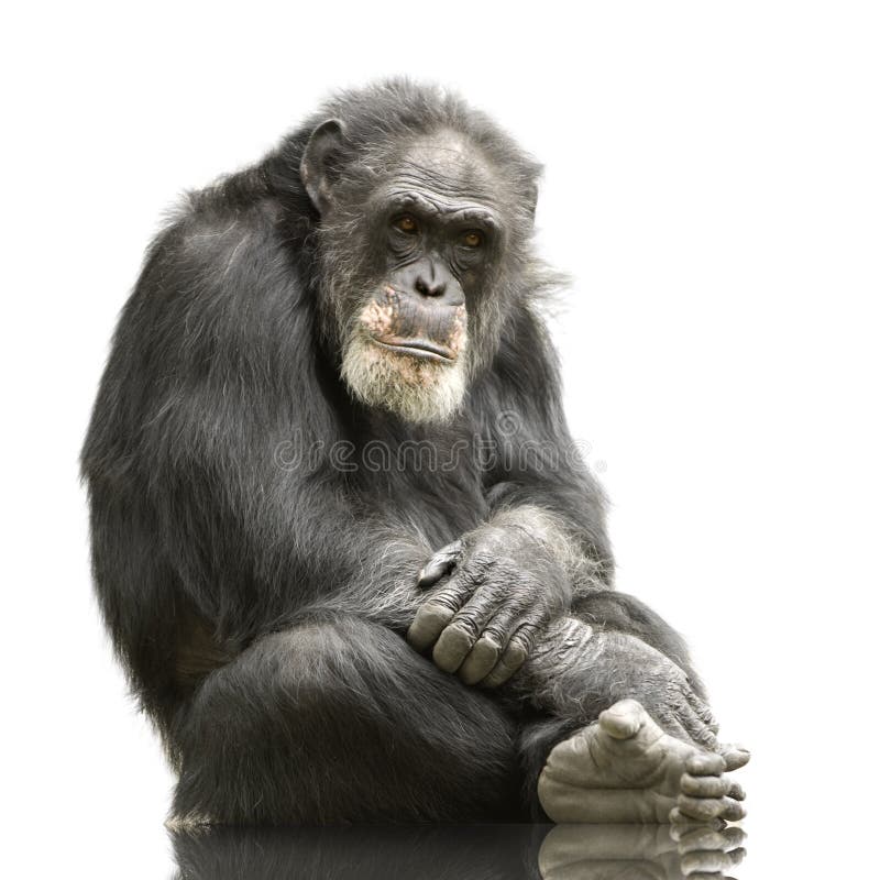 Chimpanzee Side View Stock Photos - Free & Royalty-Free Stock Photos ...