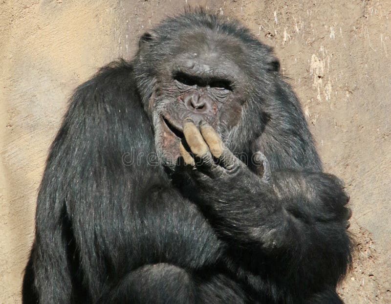 Chimp Face. stock image. Image of peace, mammal, chimp - 388923