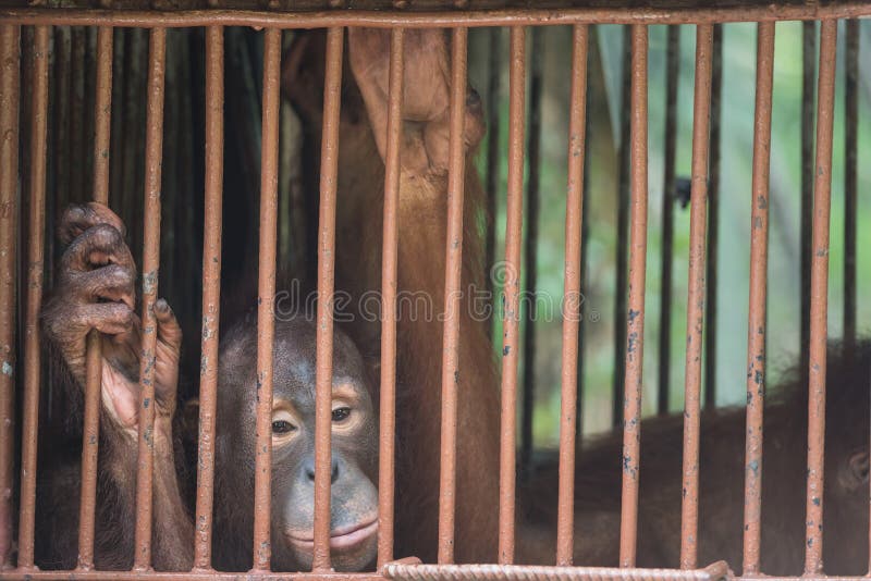 Chimpanzee Sits in the Cage and Looks with Sad Eyes Stock Image - Image ...