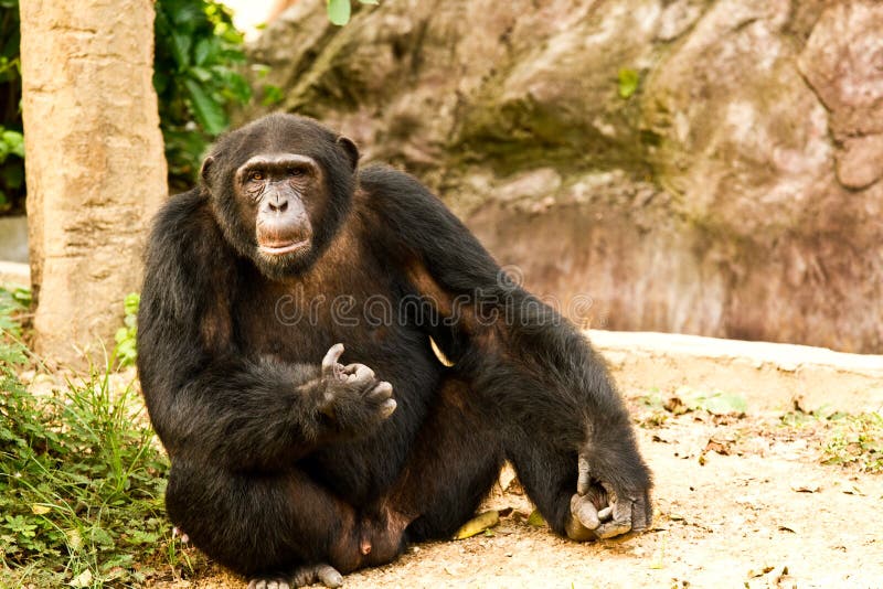 Chimpanzee Sitting in Chiangmai-nightsafari Chiangmai Thailand Stock ...