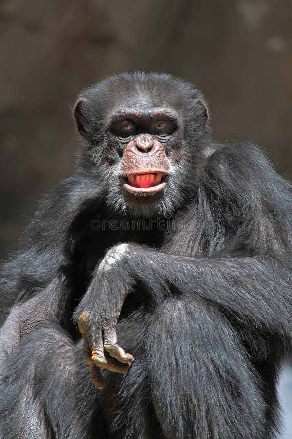 Funny Chimp Face Stock Images - Download 1,420 Royalty Free Photos