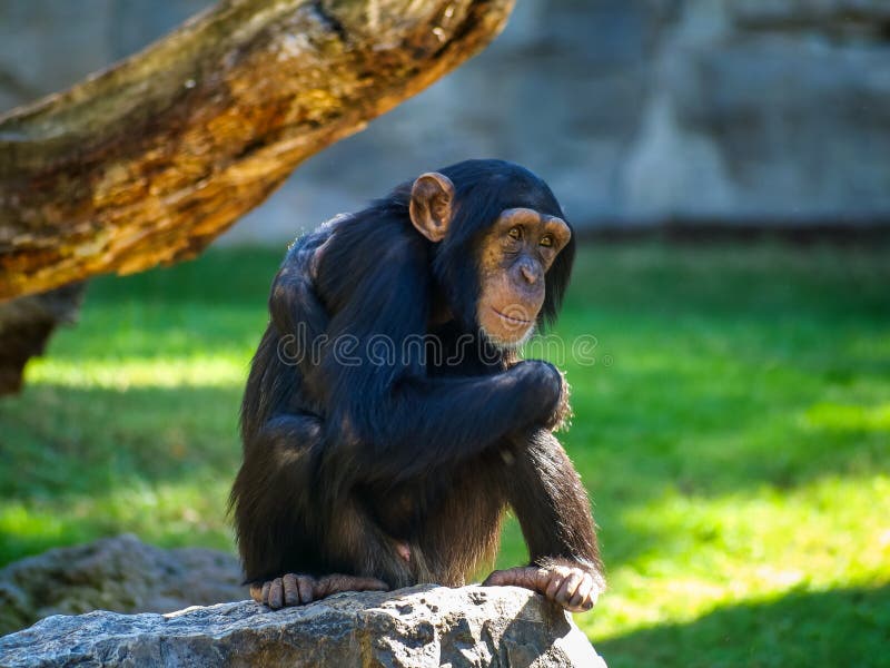 Chimpanzee Sitting Enjoying Sun Stock Photos - Free & Royalty-Free ...