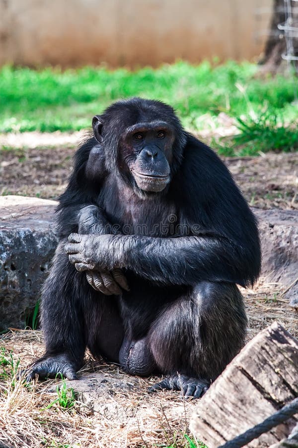 Chimpanzee stock photo. Image of chimpanzee, nature, square - 33299016