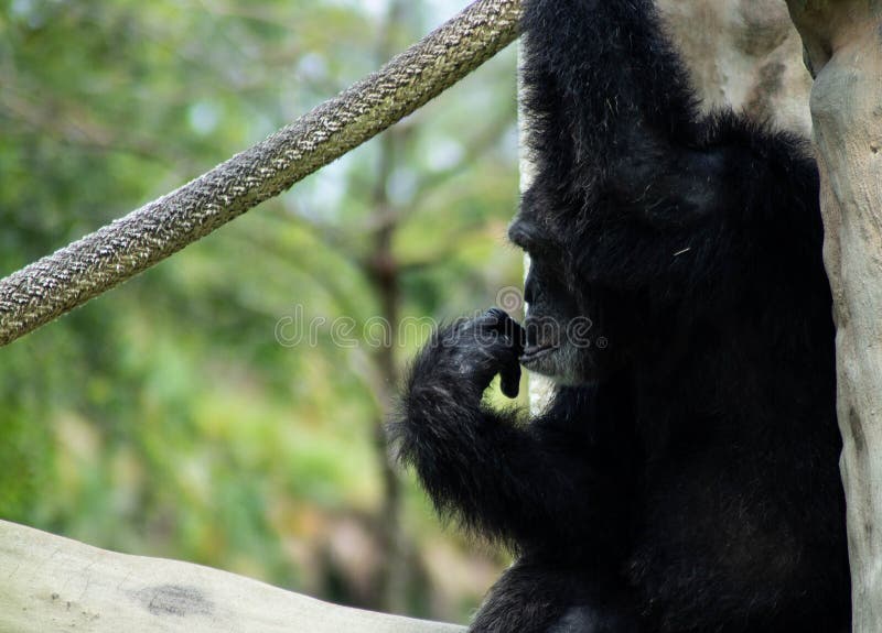 Chimpanzee Sitting and Holding Rope while Making Expression Stock Image ...