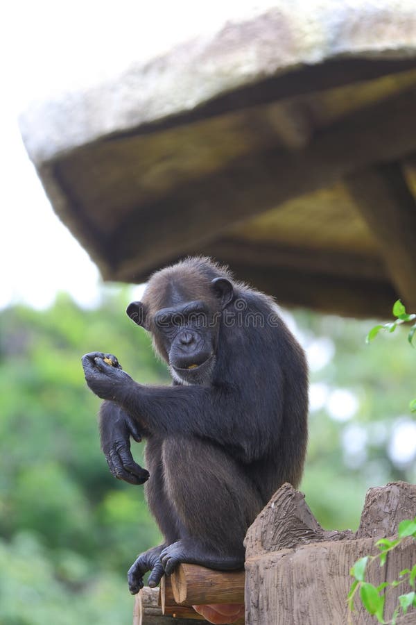 Chimpanzee Sitting on a Log Stock Image - Image of camera, wildlife ...
