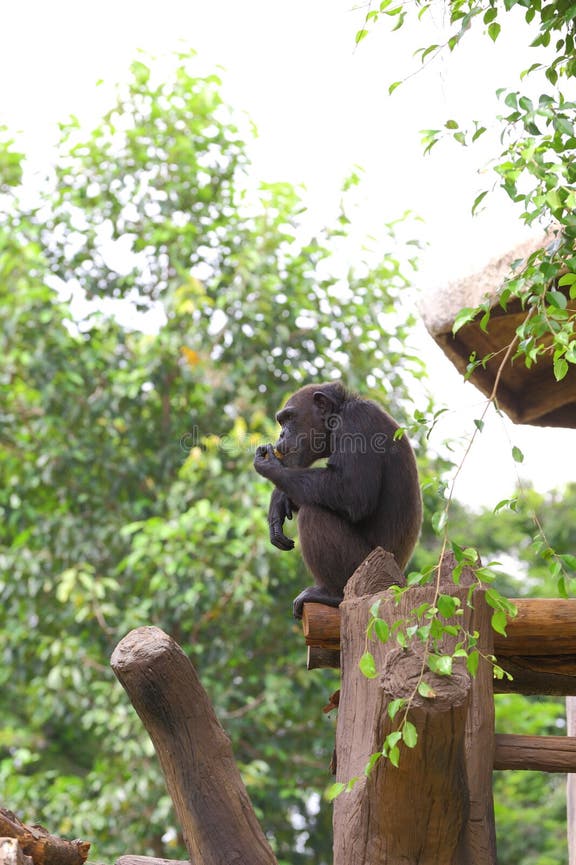 Chimpanzee Sitting on a Log Stock Image - Image of mammal, macaque ...