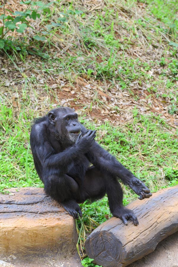 Chimpanzee Sitting on a Log Stock Image - Image of primate, sitting ...