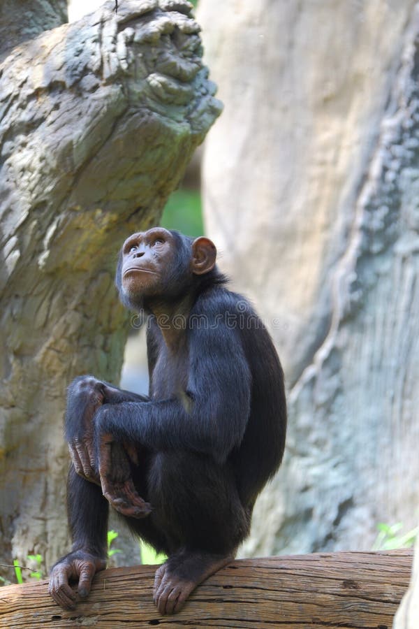 Chimpanzee Sitting on a Log Stock Photo - Image of looking, primate ...