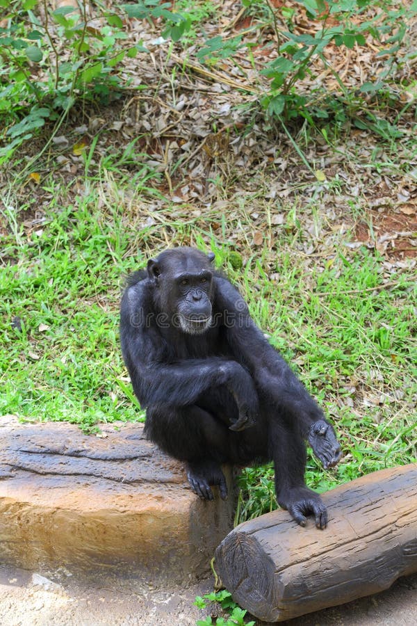 Chimpanzee Sitting on a Log Stock Image - Image of monkey, gorilla ...